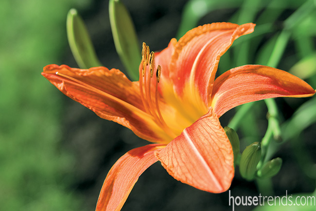 Colorful perennial flowers