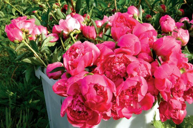 Plan ahead with the preferred perennial: peonies