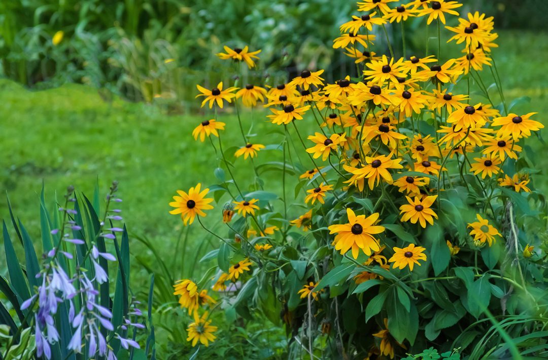 Best types of plants for a pollinator garden