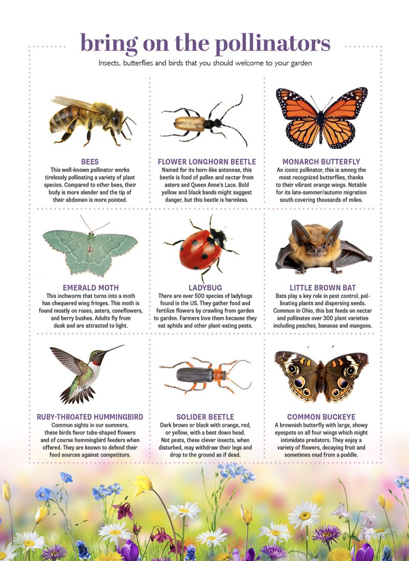 Best types of plants for a pollinator garden